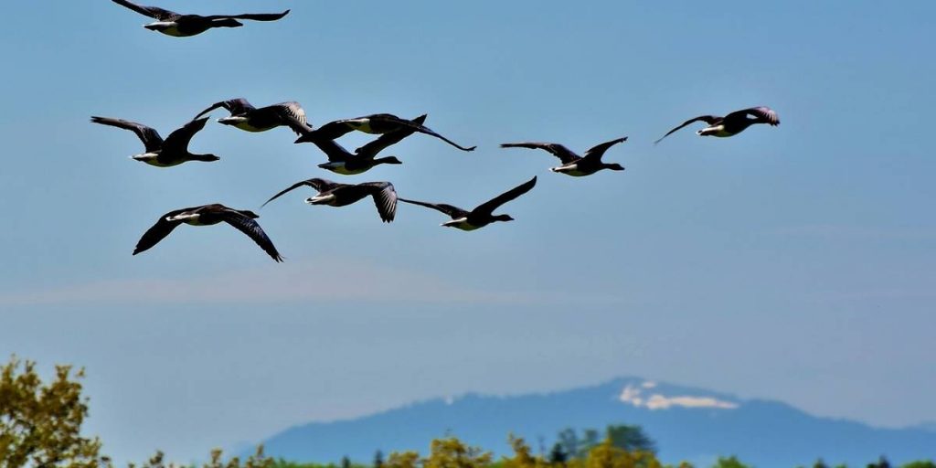 Bird Watching Destinations | Bird Migration in Fall 2021